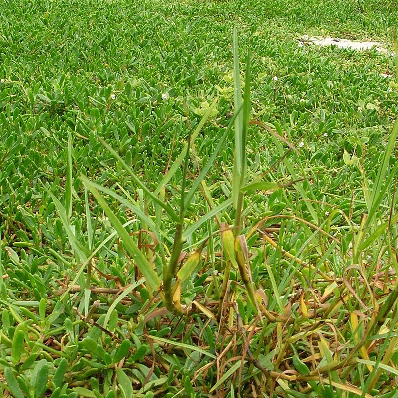 Hierba de Chépica Blanca – Tienda Mika Chile