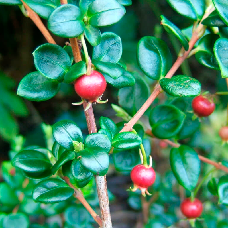 Hierba de Quilo – Tienda Mika Chile