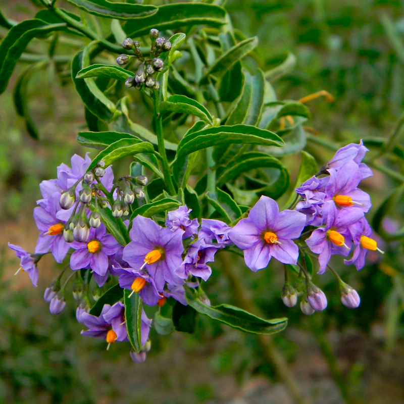 Hierba de Natre – Tienda Mika Chile